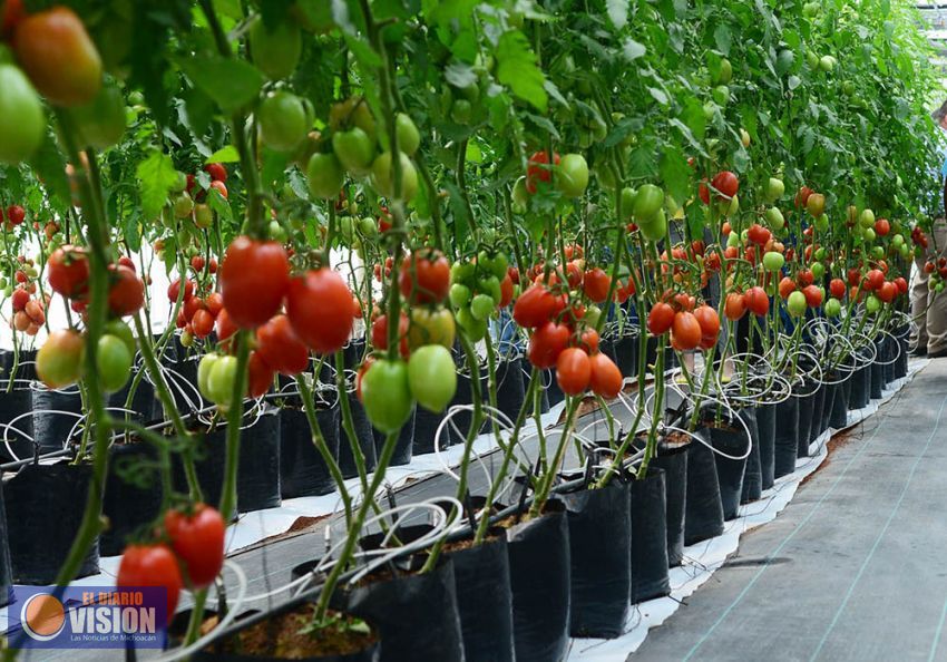 Michoacán, tercer productor nacional de jitomate